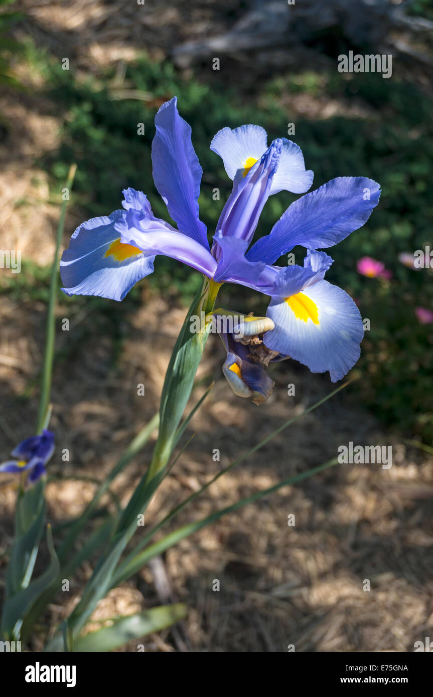 Blue Dutch Iris Stock Photo - Alamy