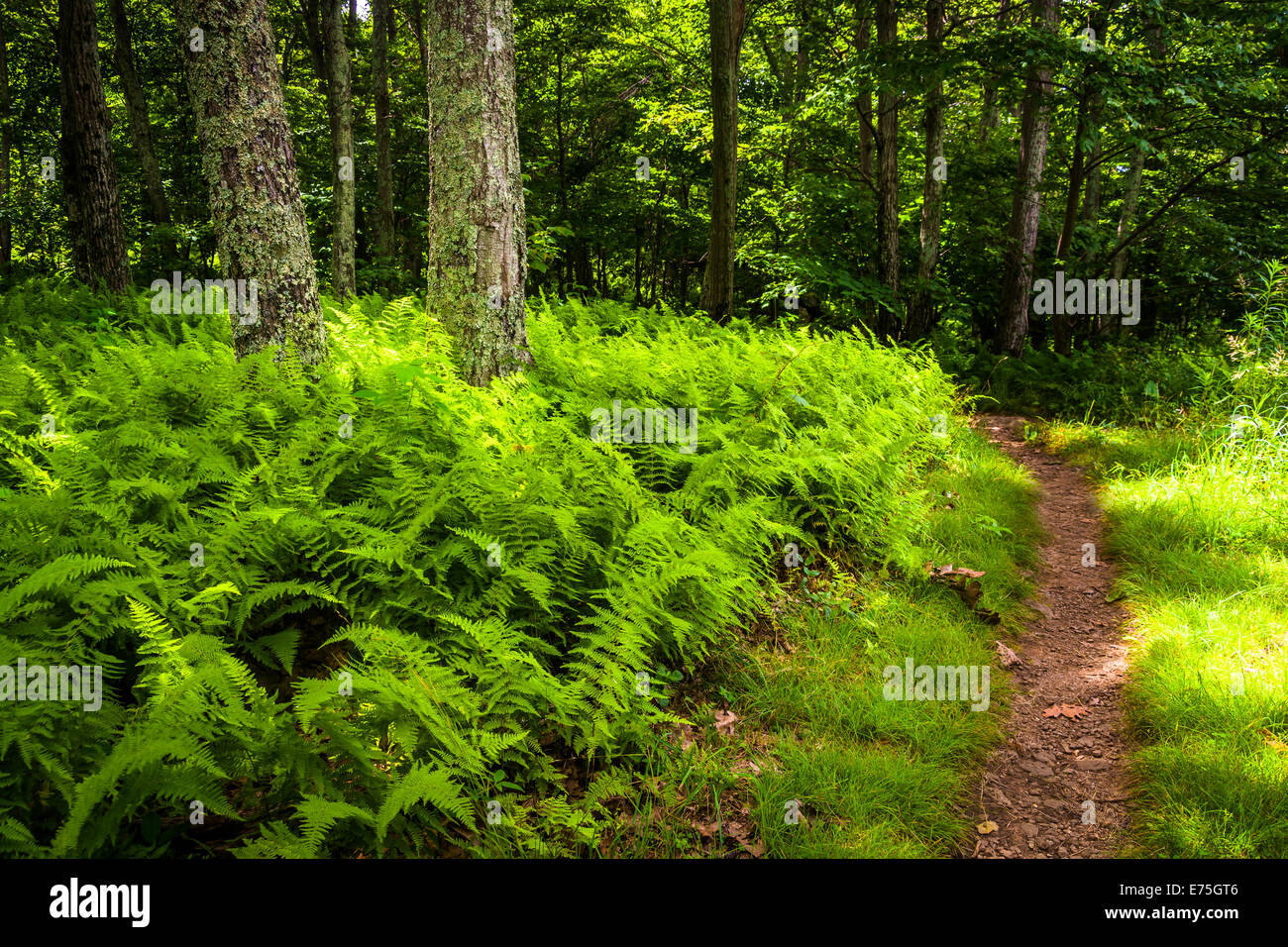 Ferns and trees along a trail in Shenandoah National Park, Virginia ...