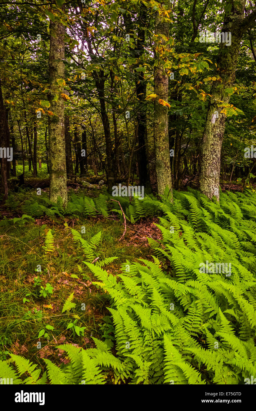 Ferns and trees in a forest, Shenandoah National Park, Virginia Stock ...