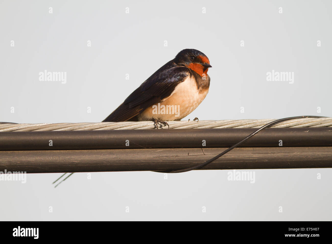 Barn Swallow perched on a wire Stock Photo - Alamy