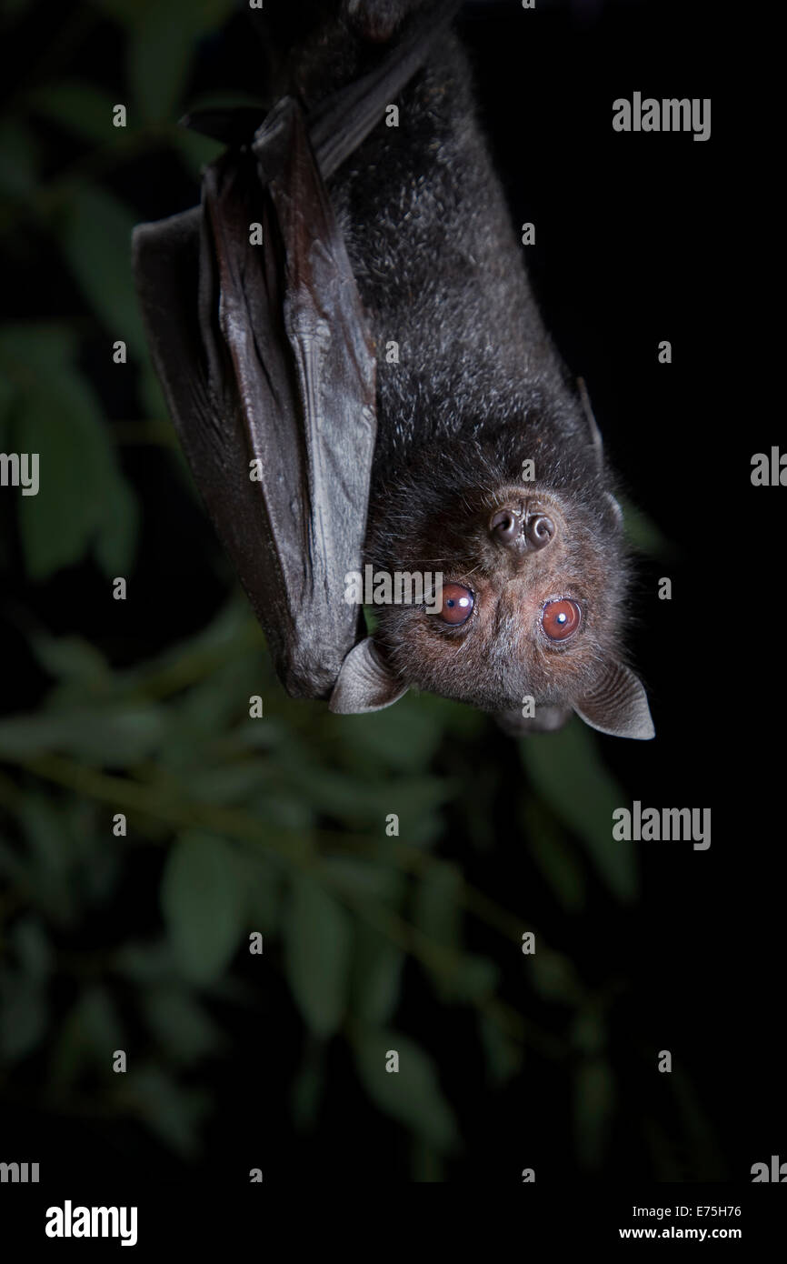 Black flying fox, North QLD Australia Stock Photo - Alamy