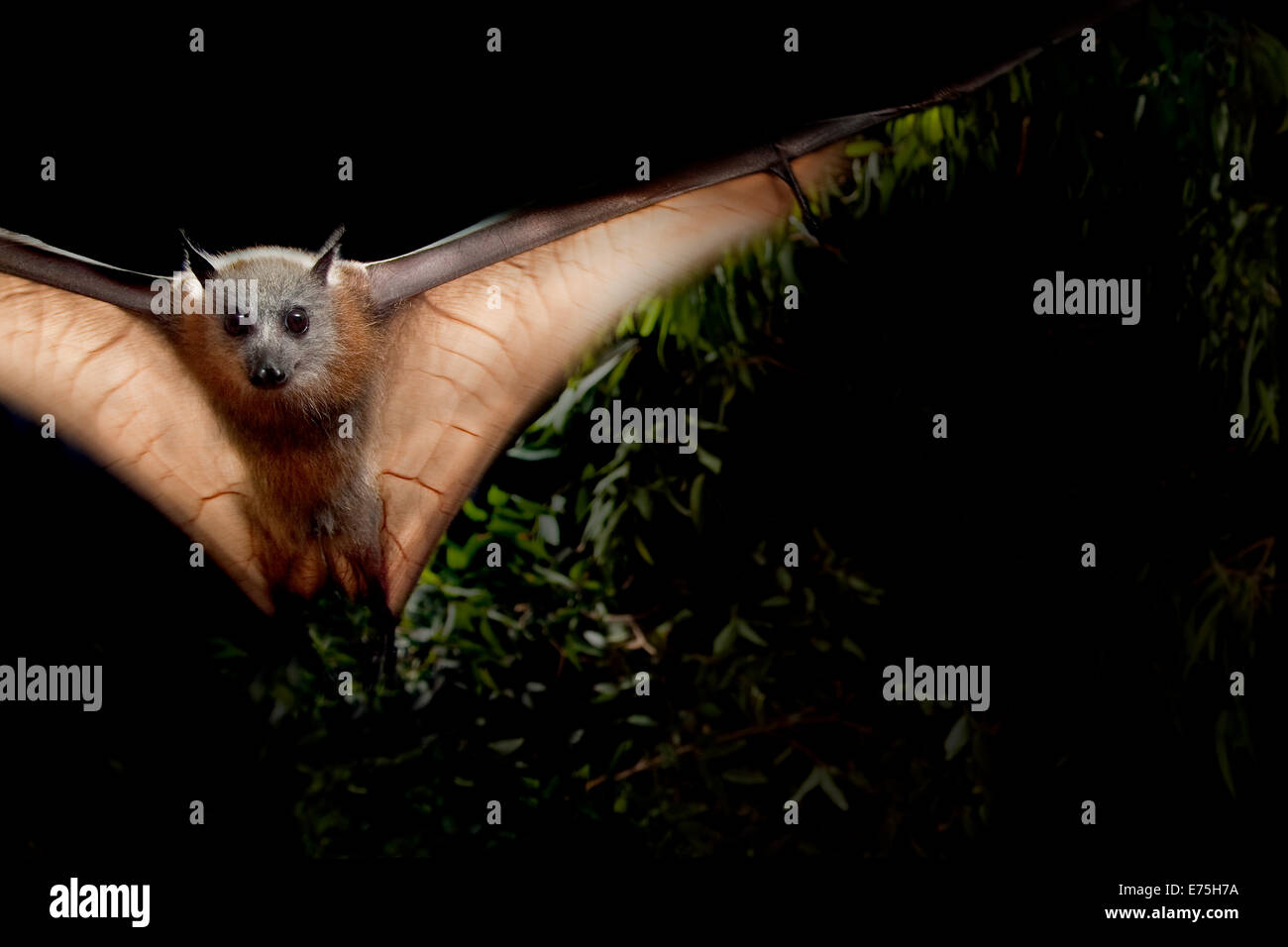 Flying fox hi-res stock photography and images - Alamy
