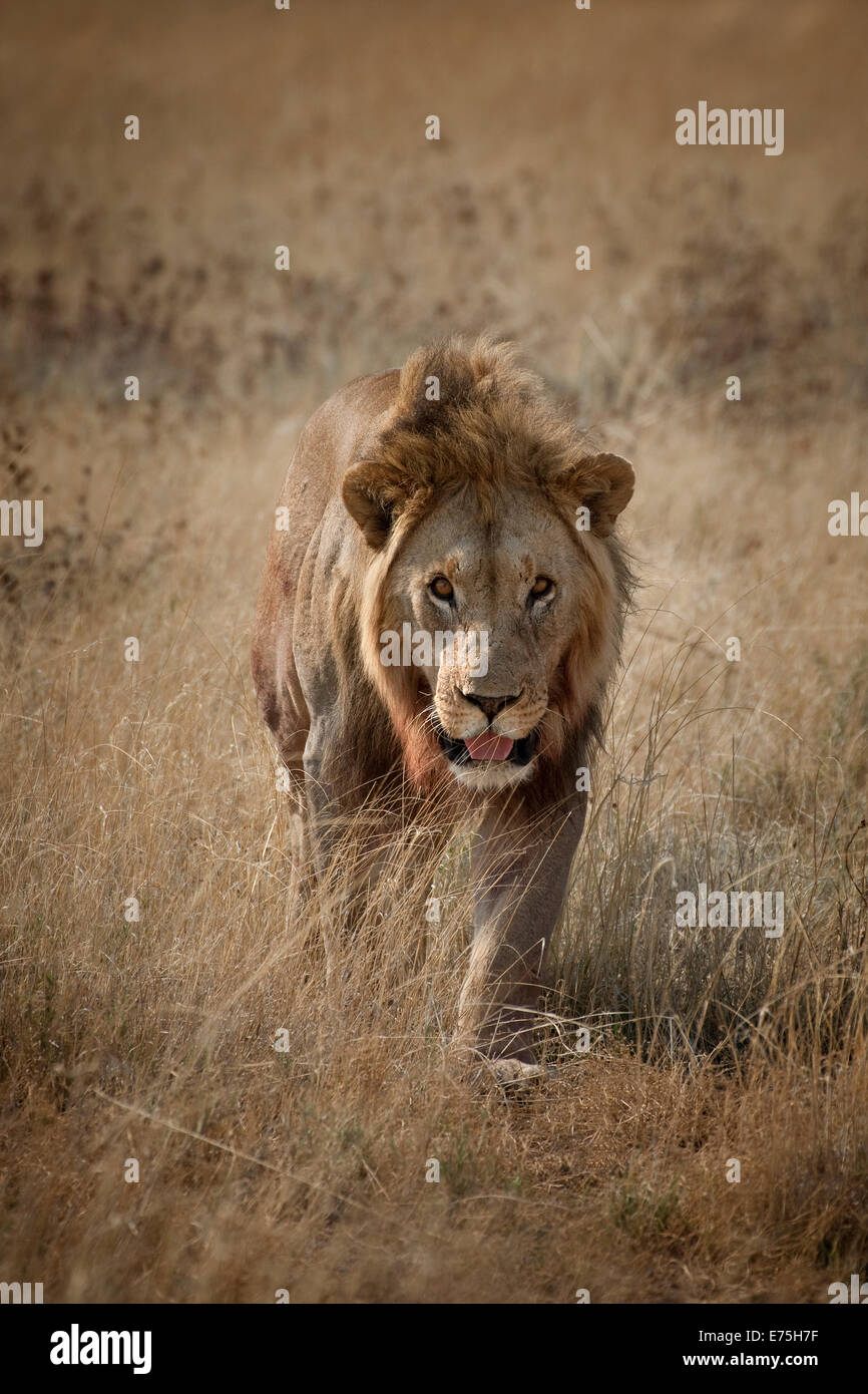 Lion hunts wild hi-res stock photography and images - Alamy