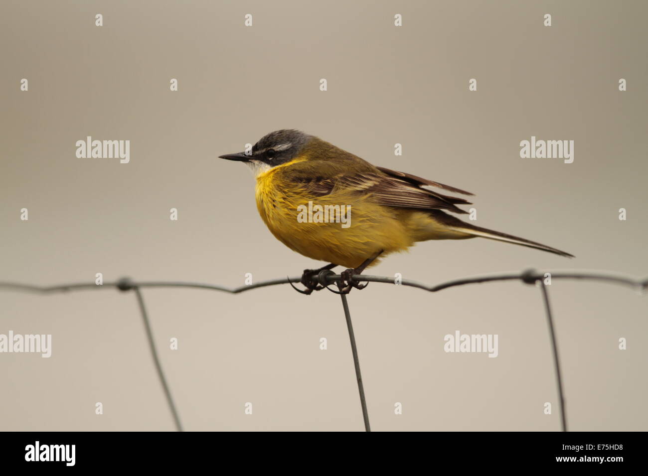 Western yellow wagtail Stock Photo - Alamy