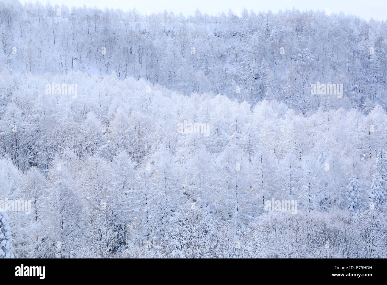 An Image of Soft Rime Stock Photo - Alamy