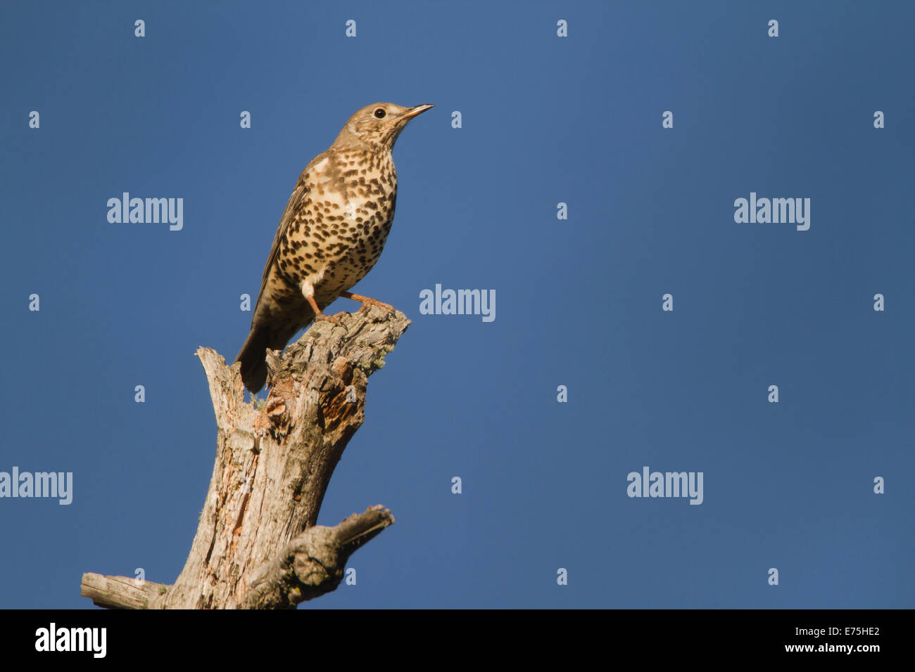 Dead thrush hi-res stock photography and images - Alamy