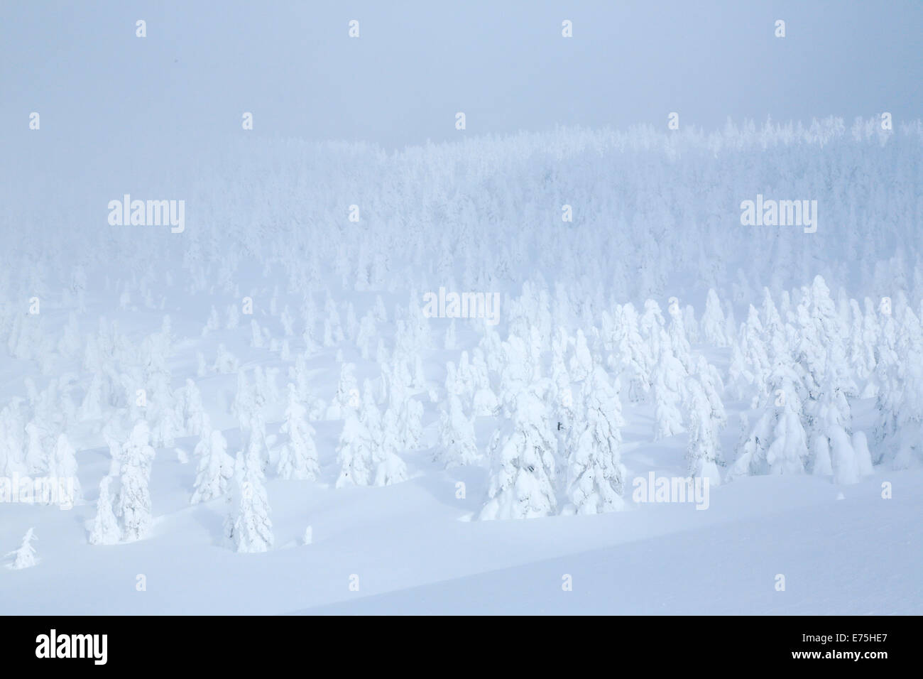 Zaou High Resolution Stock Photography and Images - Alamy