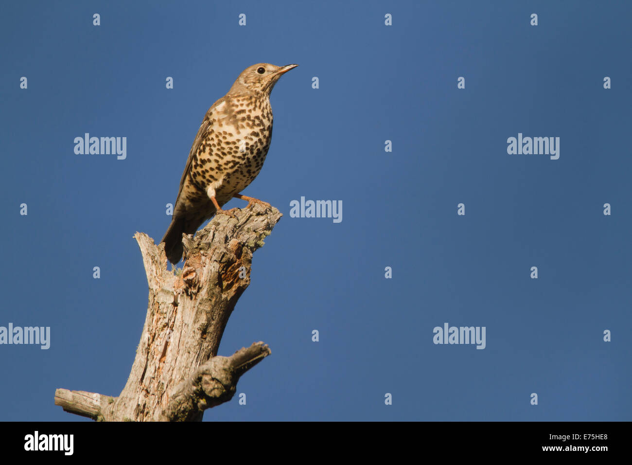 Blue thrush africa hi-res stock photography and images - Alamy