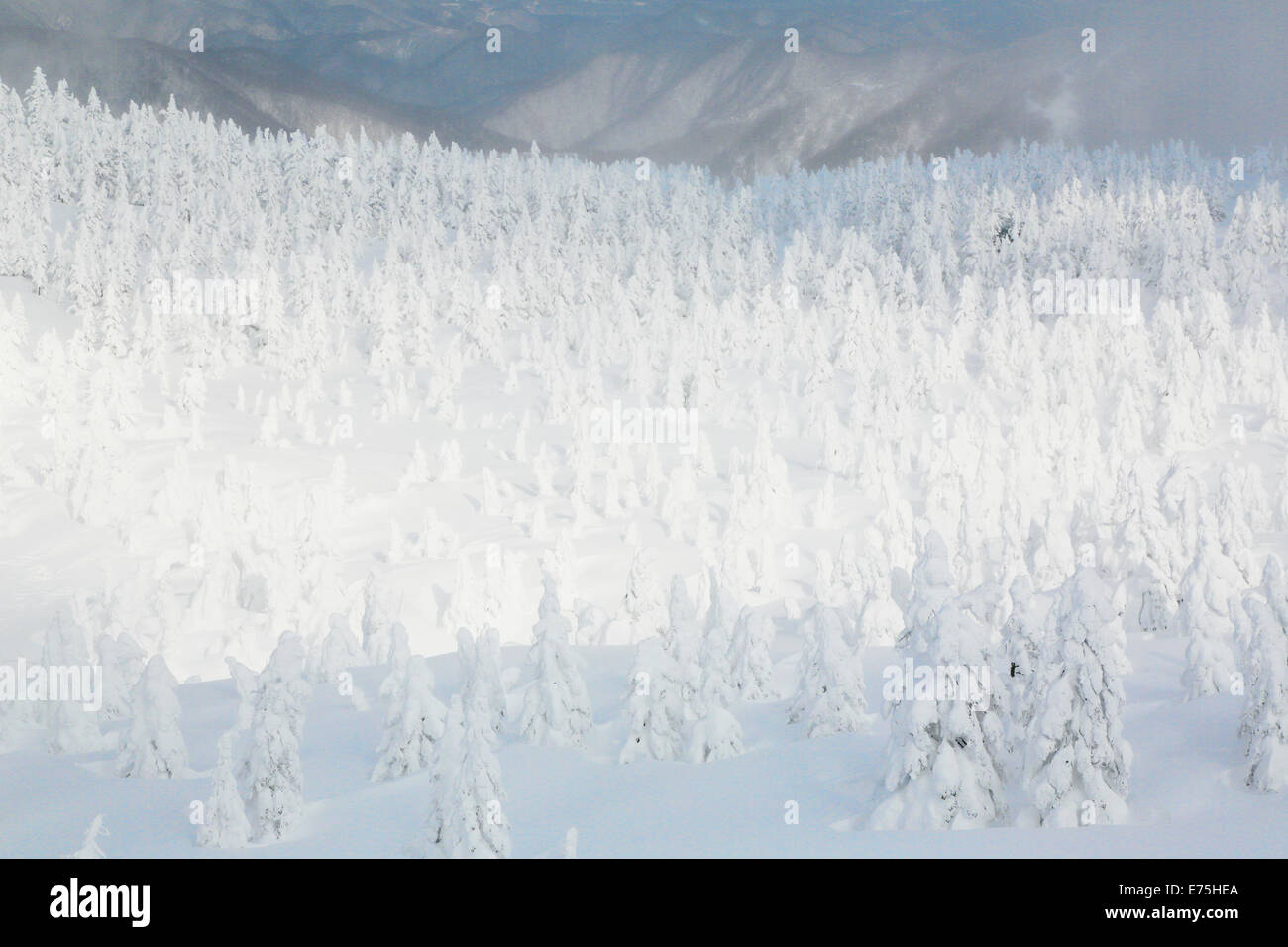 Snow monster on mount Zaou, Yamagata ,Tohoku ,Japan Stock Photo - Alamy