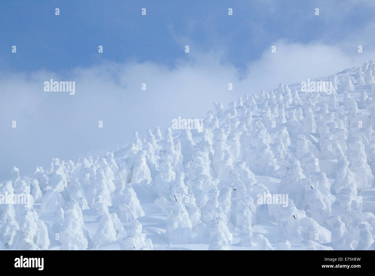 Snow monster on mount Zaou, Yamagata ,Tohoku ,Japan Stock Photo - Alamy