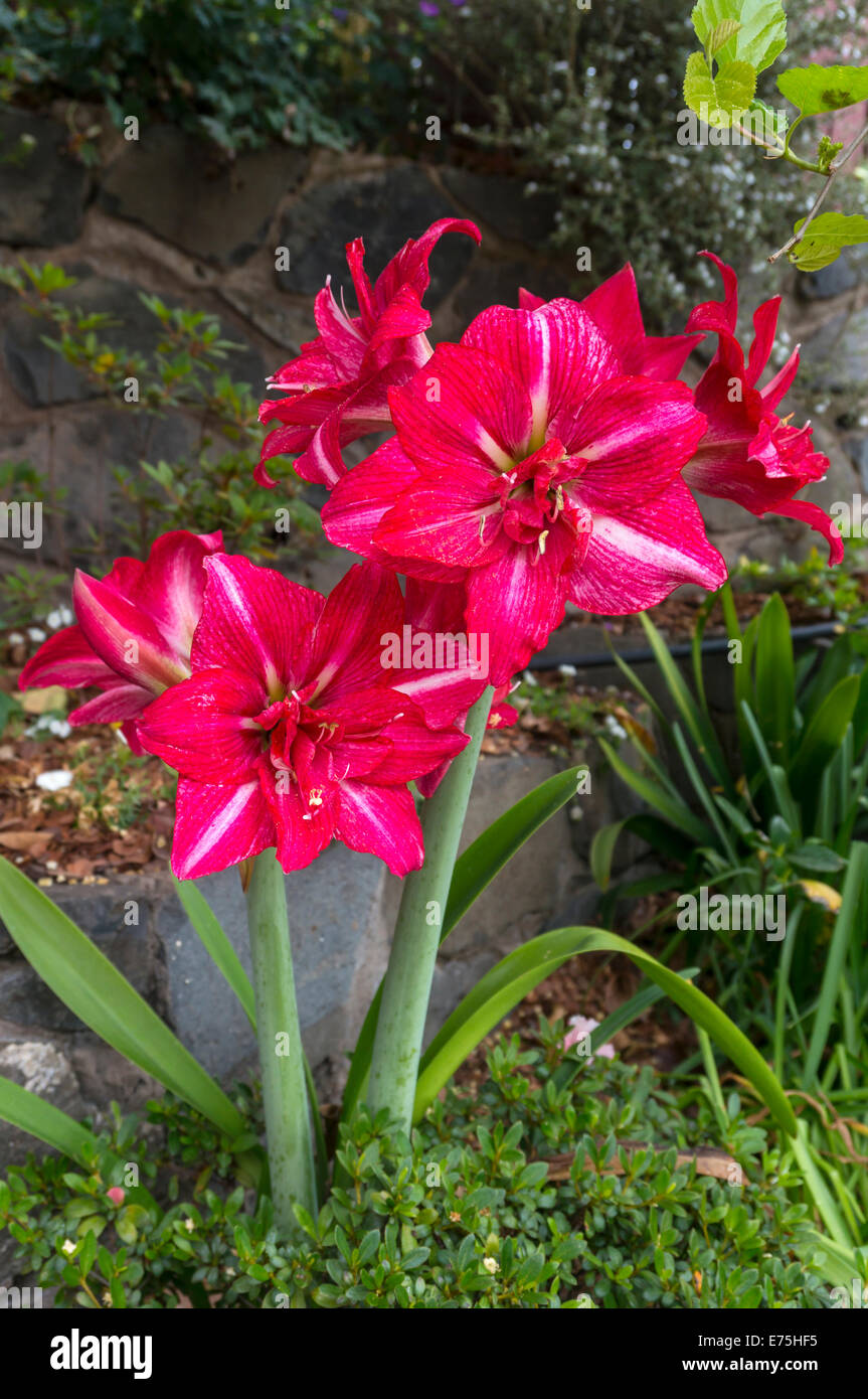 Red Amaryllis flower also known as Hippeastrum Stock Photo - Alamy