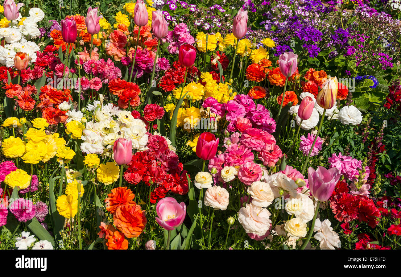 Mixed spring flowers in a garden, including tulips and ranunculus Stock ...