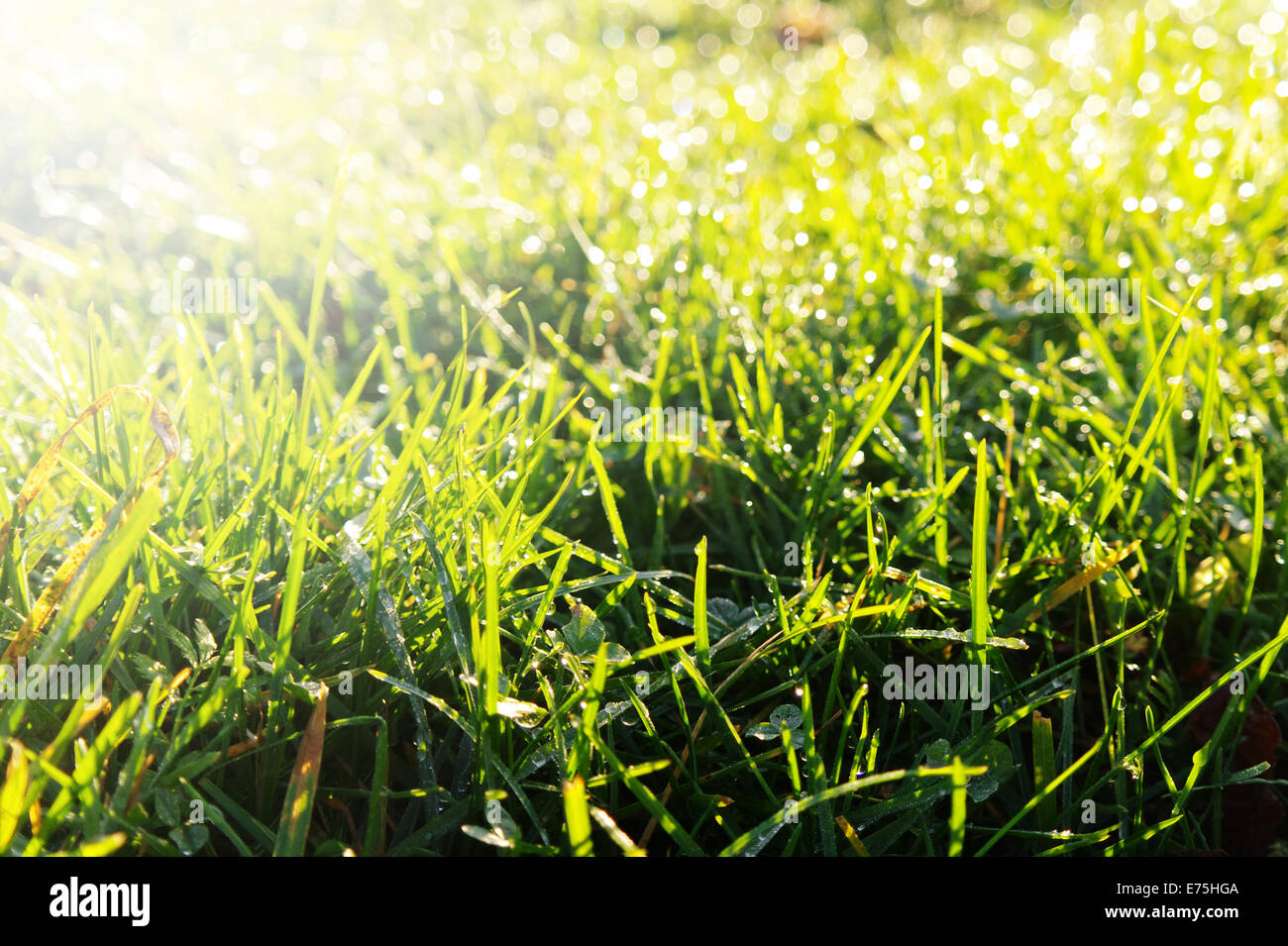 grass illuminated the sun Stock Photo - Alamy