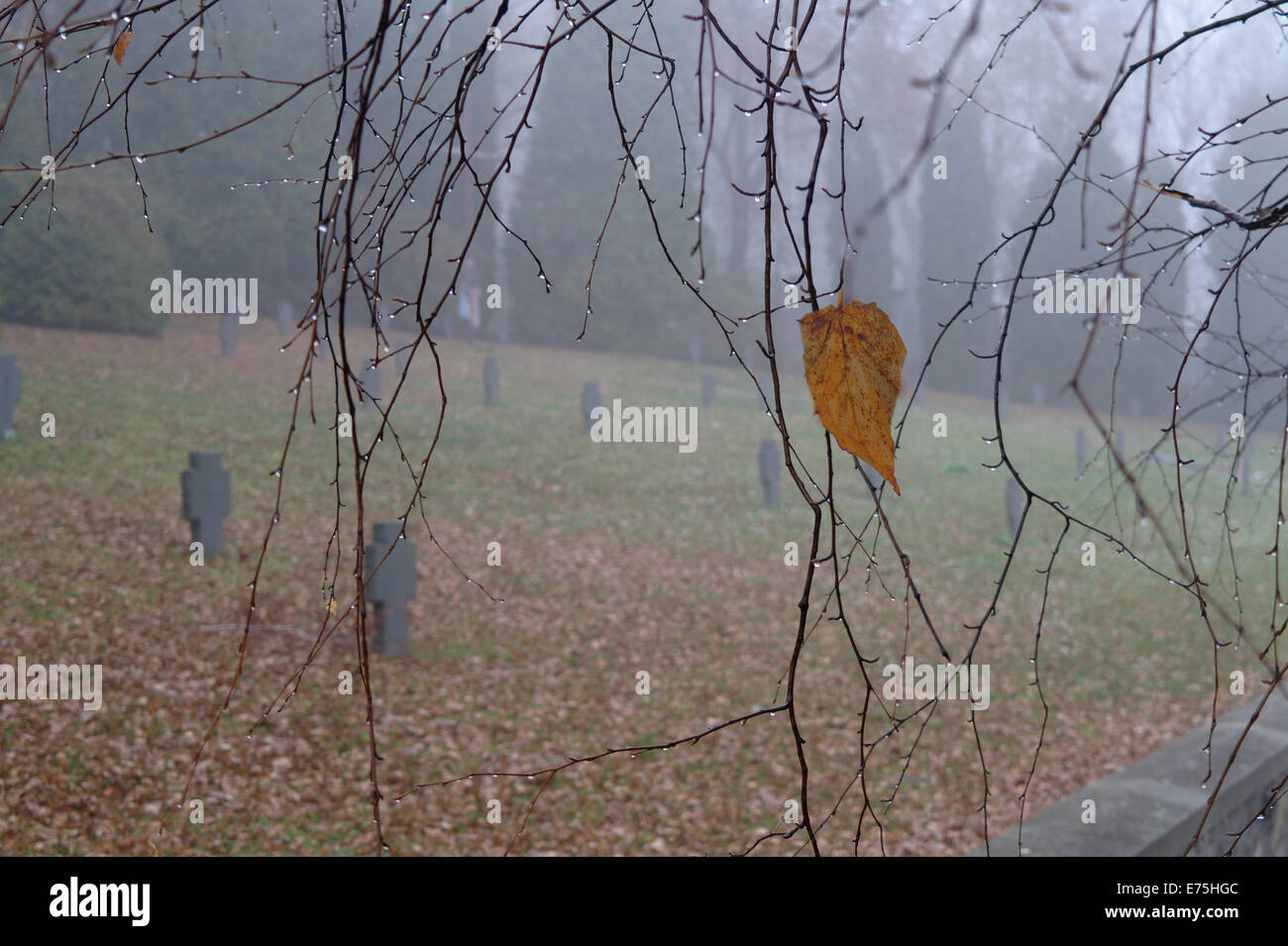 lonely leaf on a tree Stock Photo - Alamy
