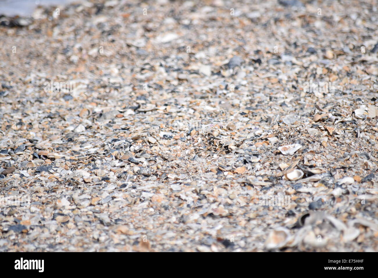 Crushed shells hi-res stock photography and images - Alamy