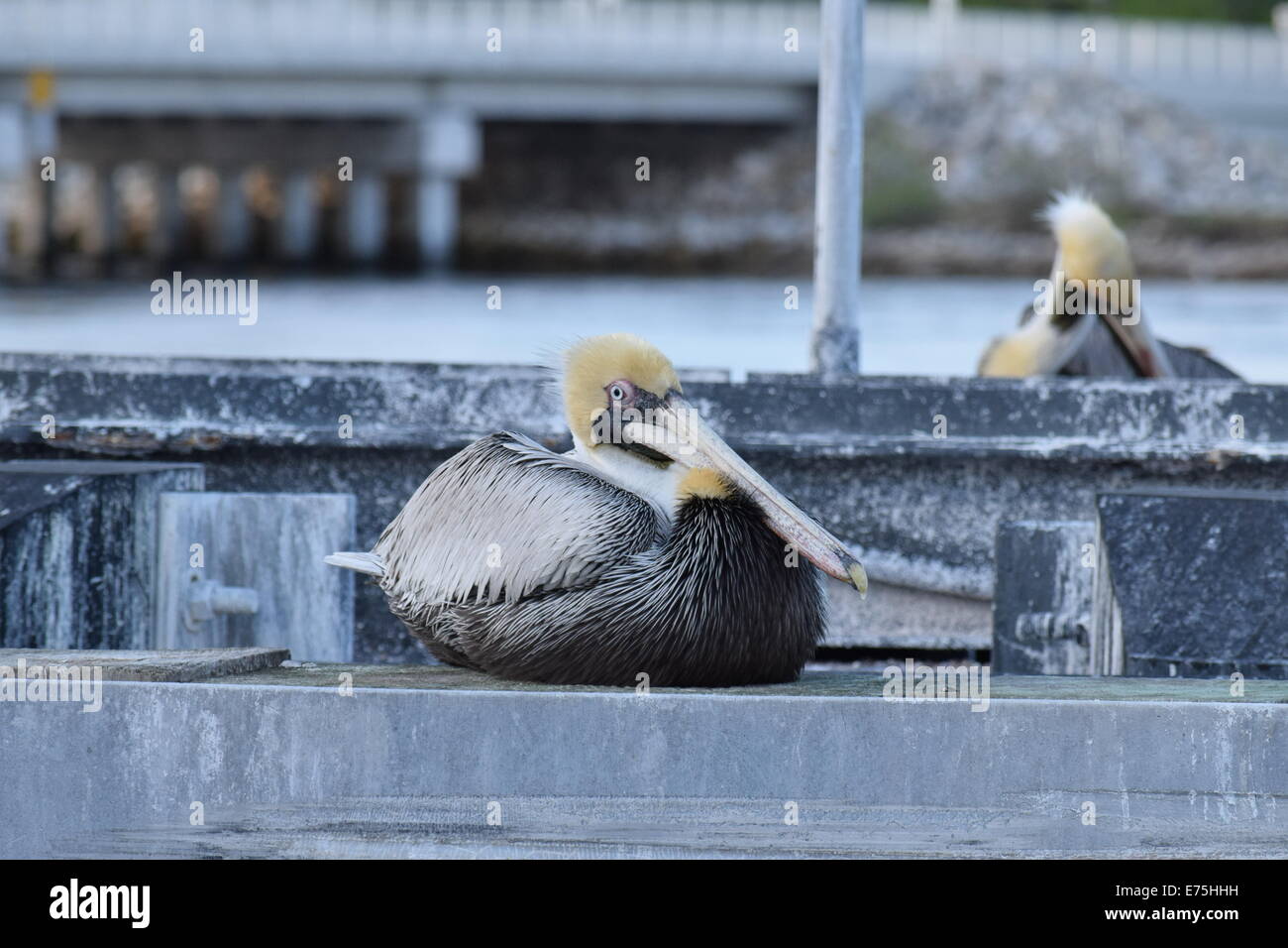 Pelican sitting hi-res stock photography and images - Alamy