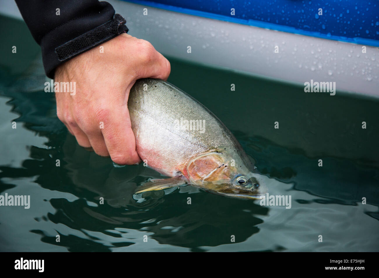 Male hand holding caught fish Stock Photo - Alamy