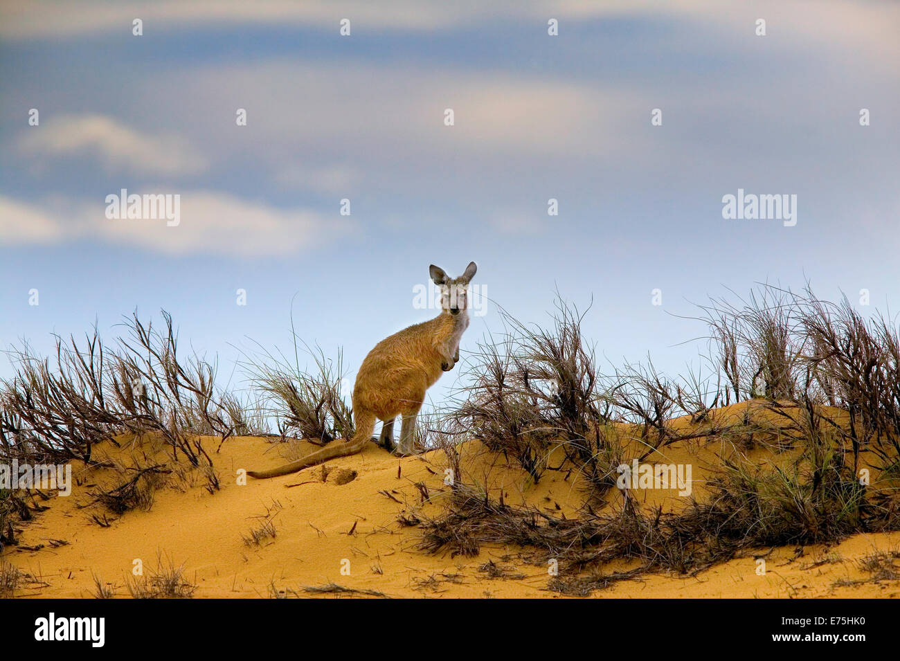 Land of kangaroos hi-res stock photography and images - Alamy