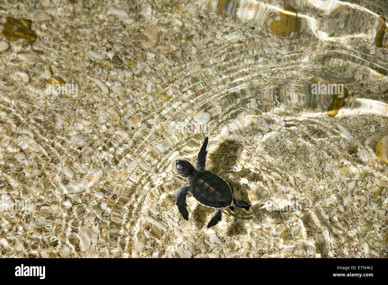 Green sea turtle hatchling australia hi-res stock photography and ...