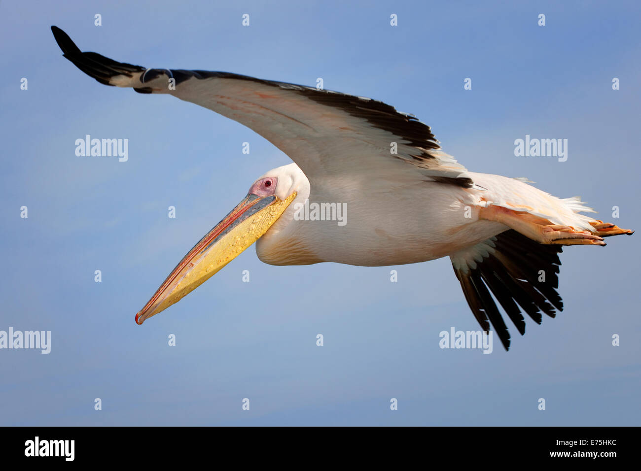 Native pelican hi-res stock photography and images - Alamy