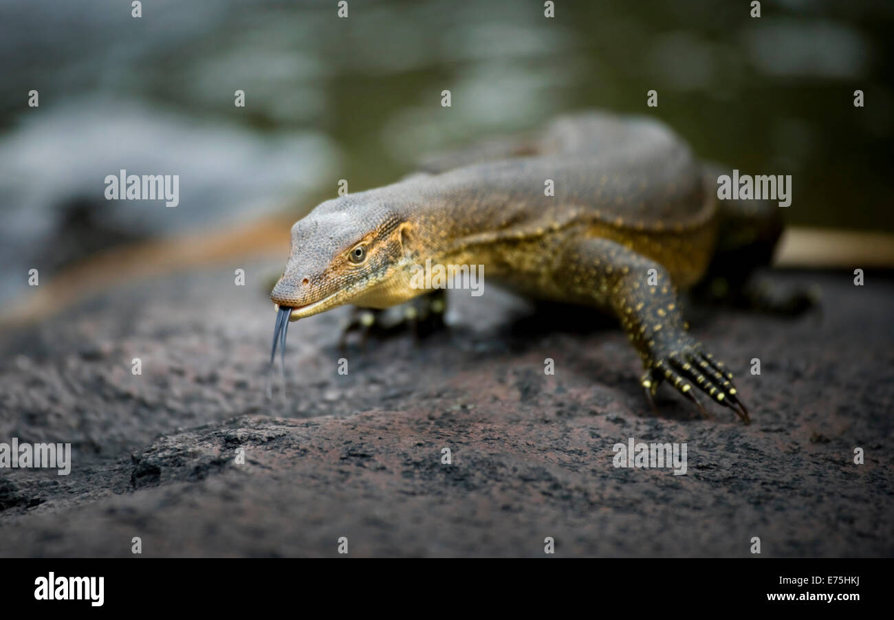 Monitor Lizard, Australia Stock Photo - Alamy