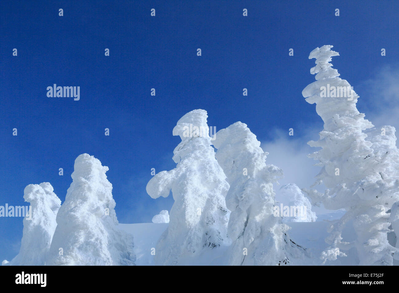 Snow monster on mount Zaou, Yamagata ,Tohoku ,Japan Stock Photo - Alamy