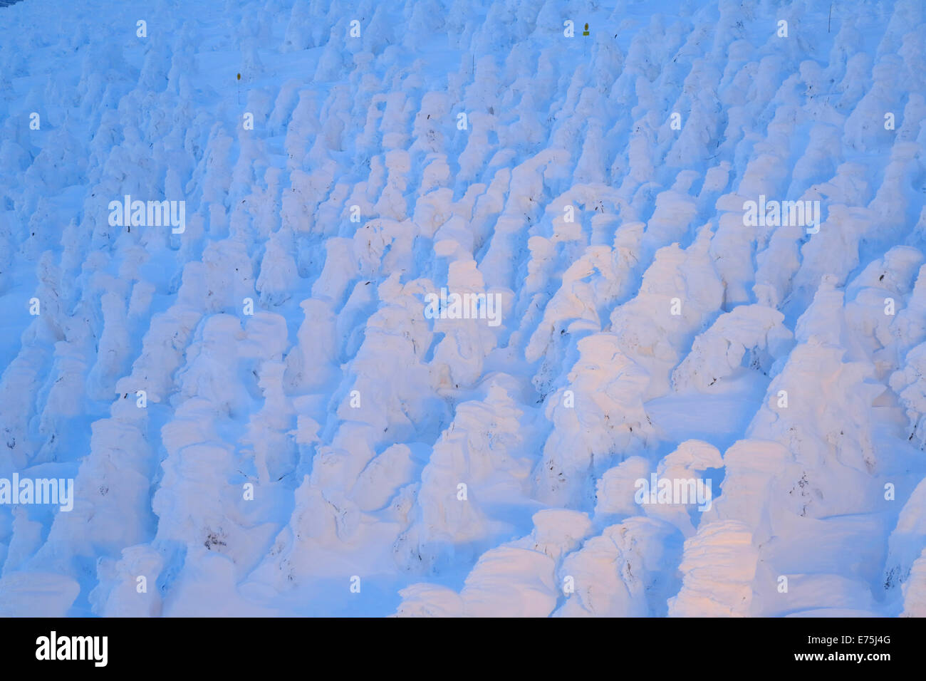 Soft Rime in Zao,Yamagata prefecture, Japan Stock Photo - Alamy