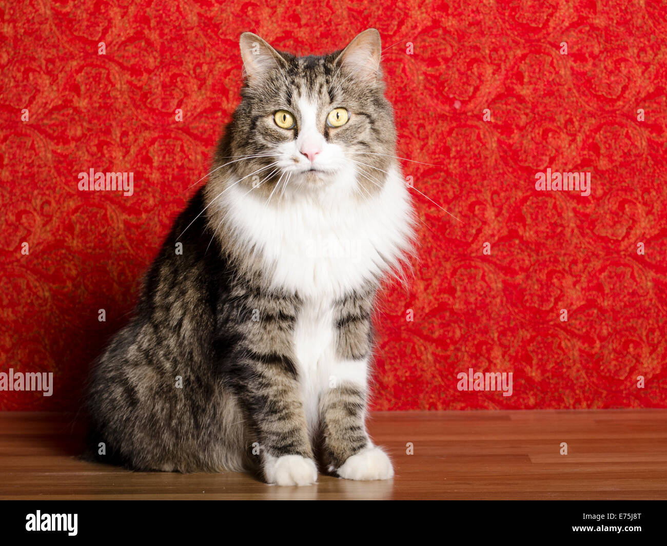 main coon mix tiger cat Stock Photo - Alamy