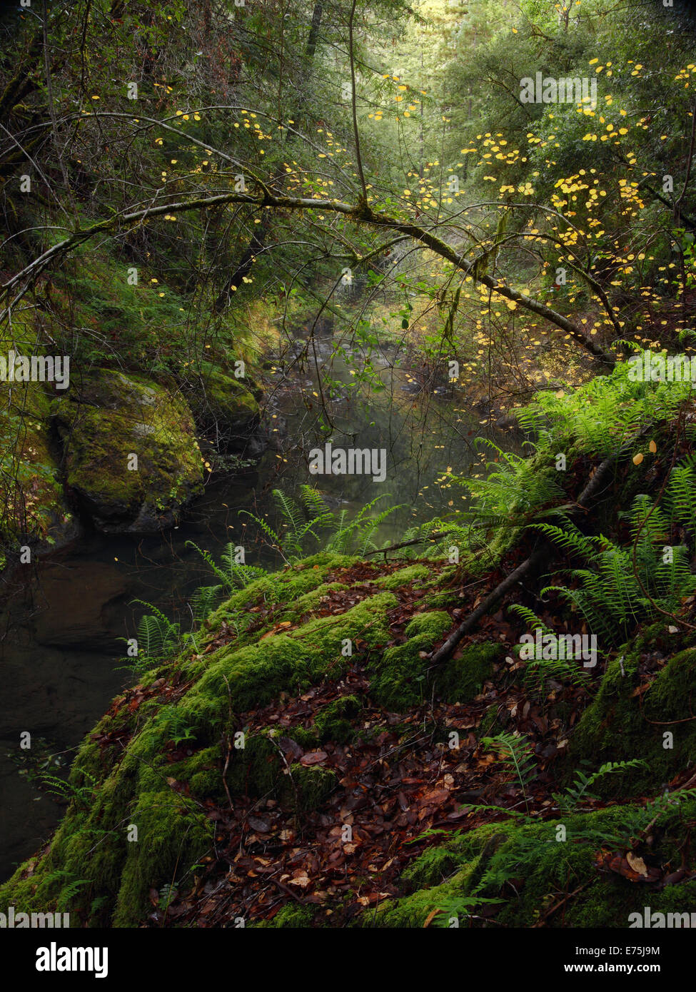 Ferns in Jackson Demonstration State Forest Mendocino California Stock ...