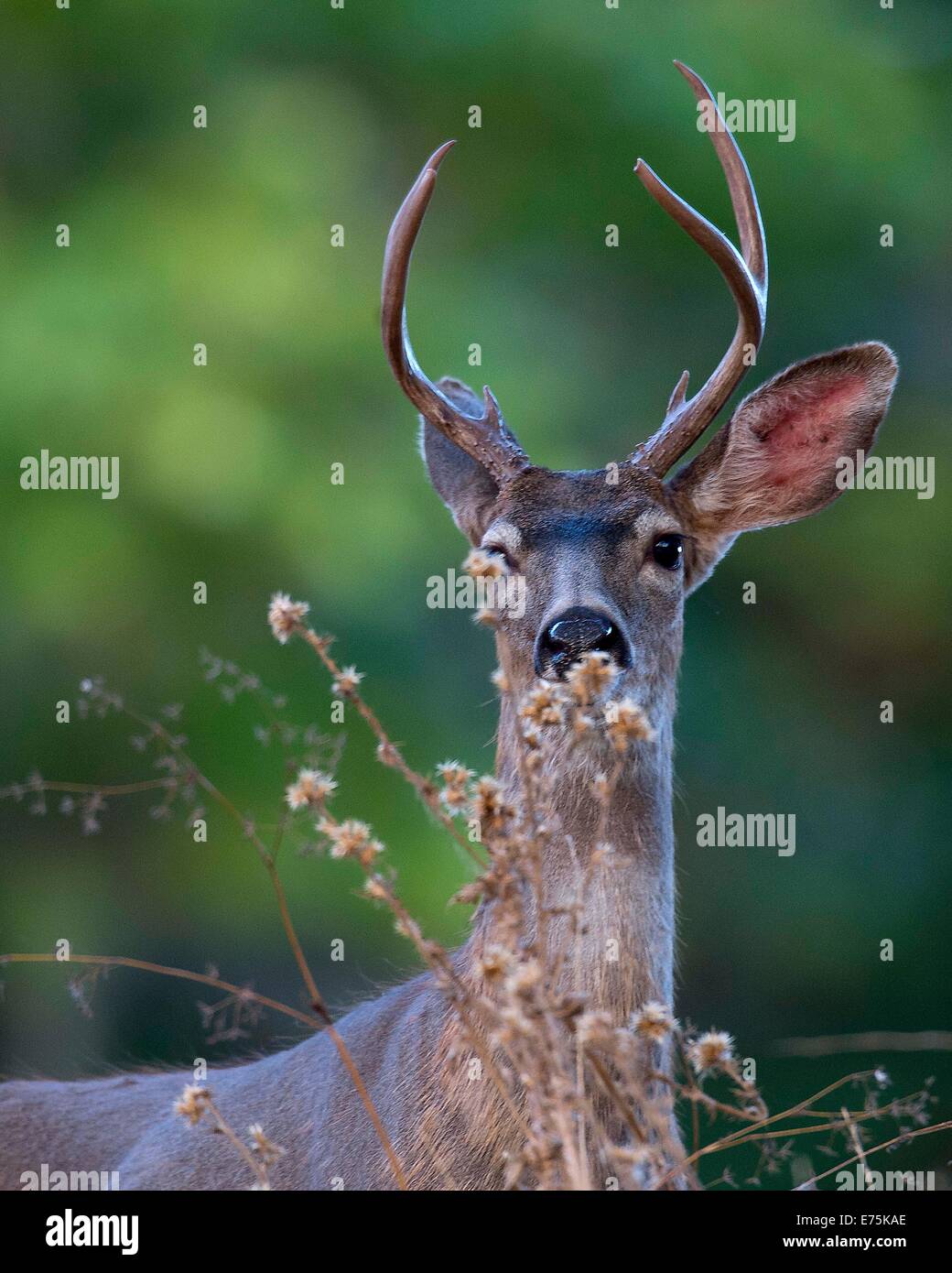 Elkton, Oregon, USA. 7th Sep, 2014. A black tailed deer buck stands ...