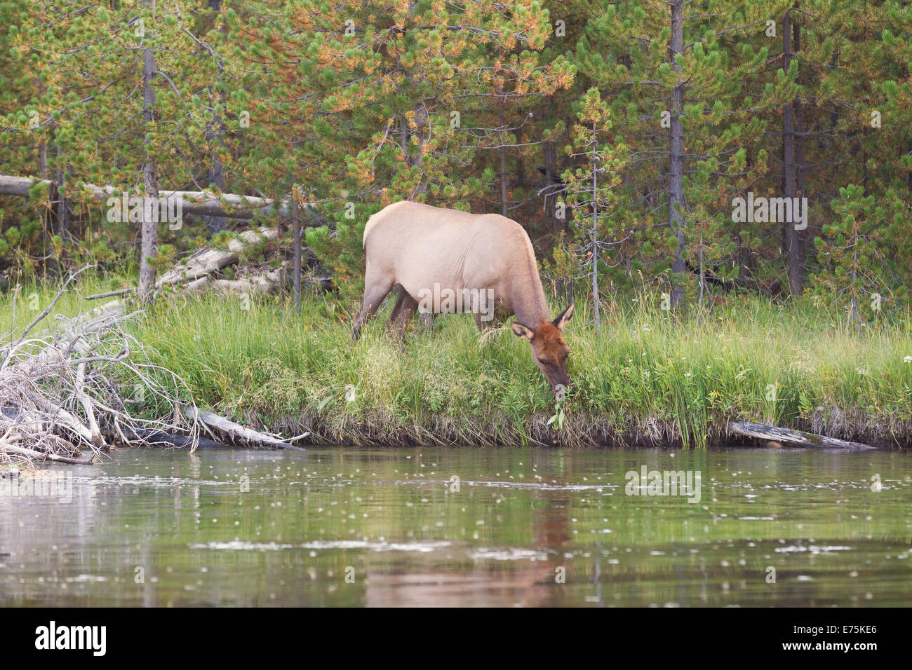 Female elk cow hi-res stock photography and images - Alamy