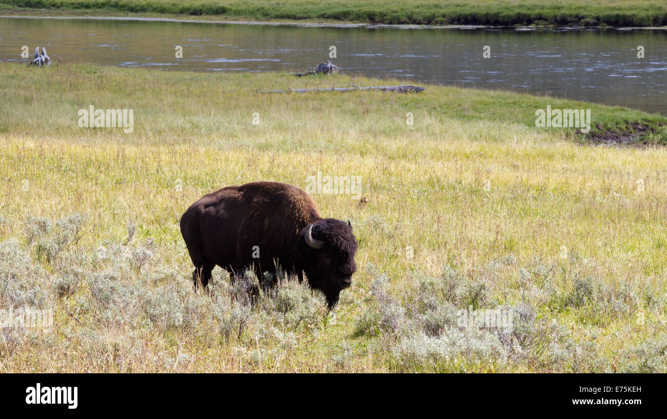 Partial front view of a single North American Bison (Buffalo) grazing ...