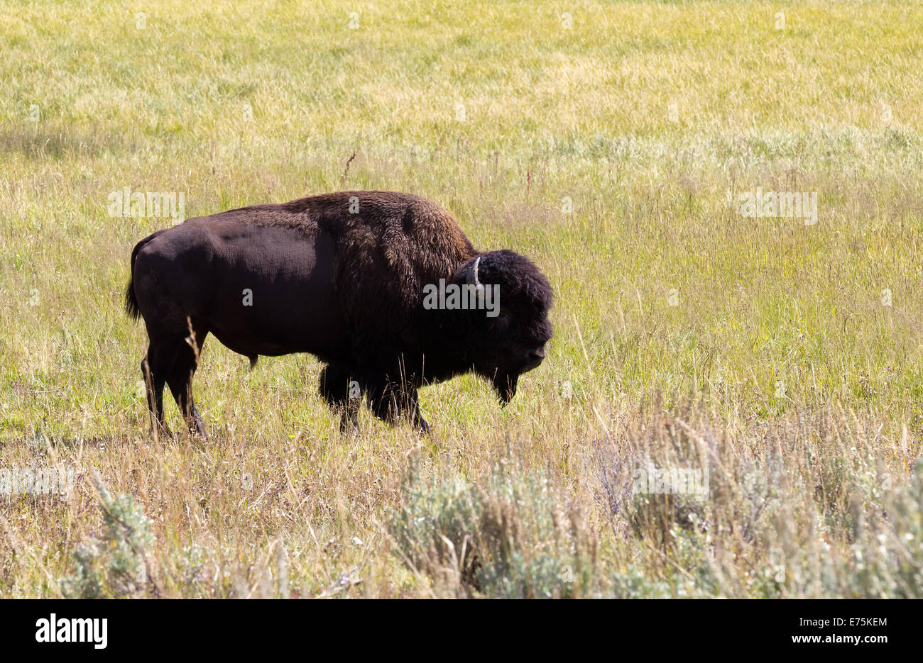 Side view bison american buffalo hi-res stock photography and images ...