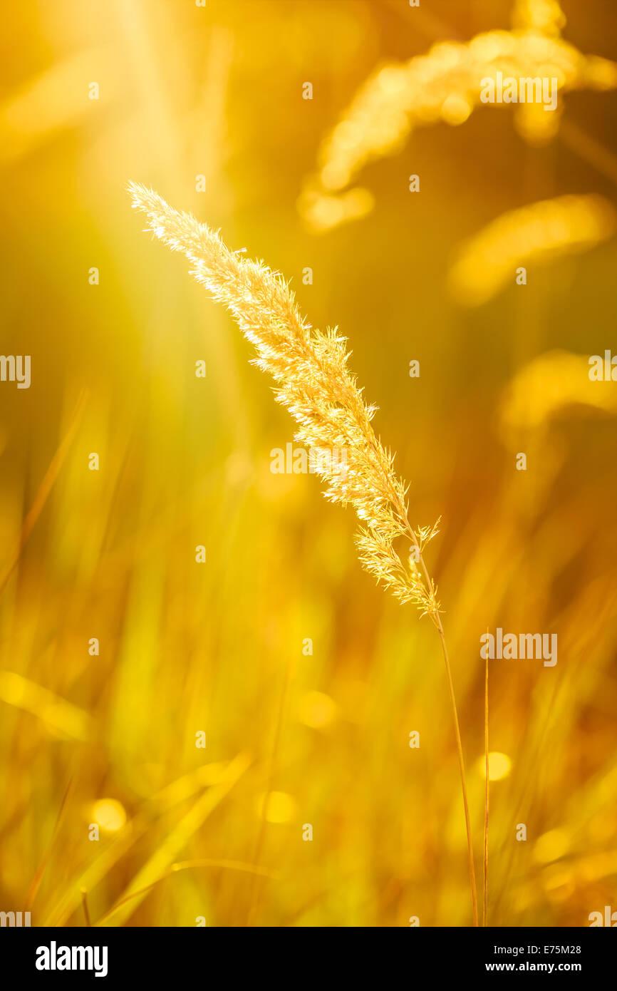 Dry Green Grass Field In Sunset Sunlight. Beautiful Yellow Sunrise ...