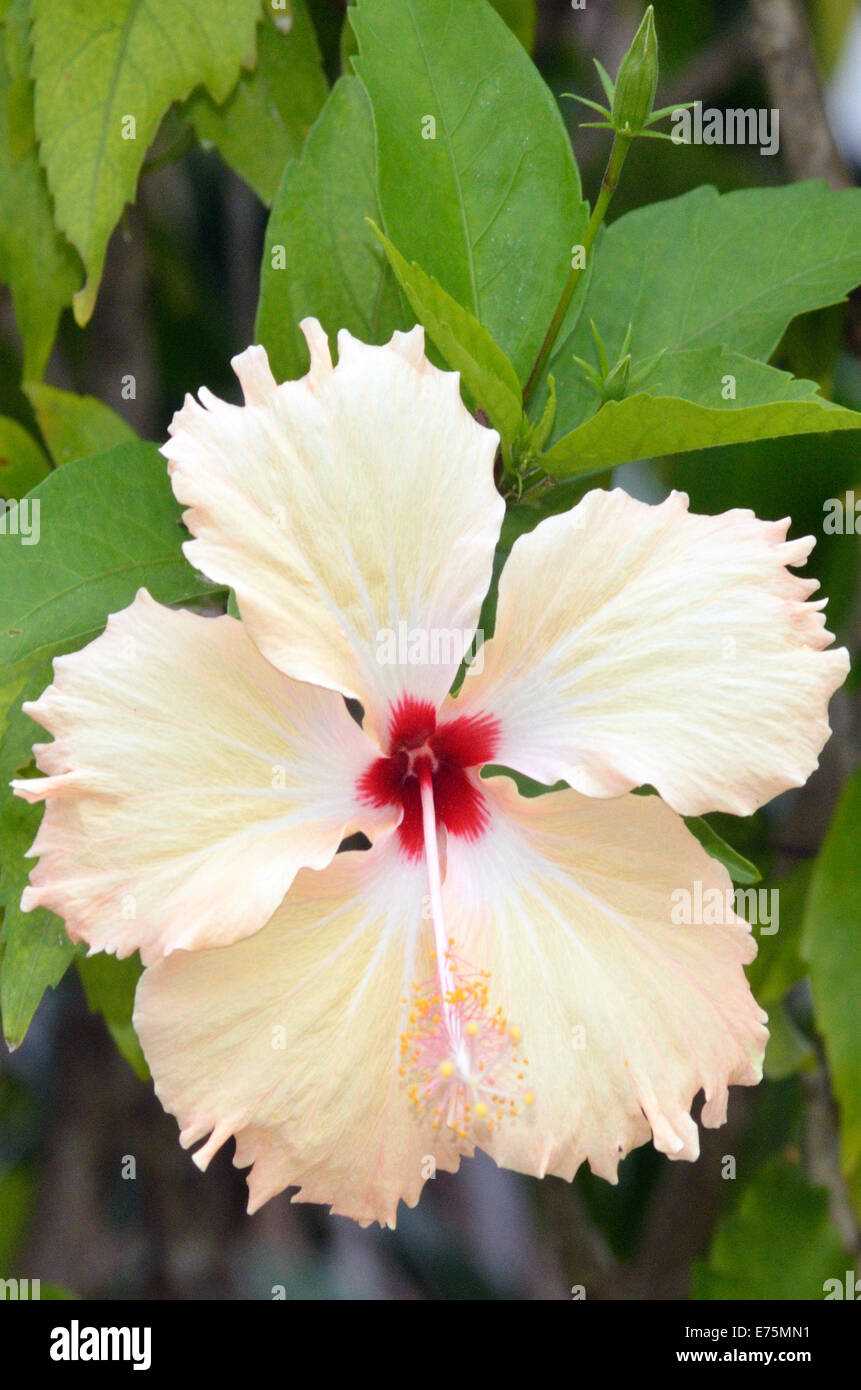 White Hibiscus High Resolution Stock Photography and Images - Alamy