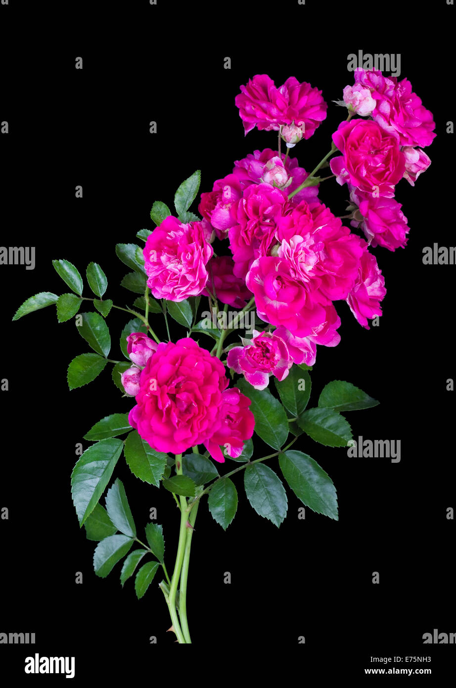 Pink mini roses branch isolated on black in the Chinese style. Macro ...