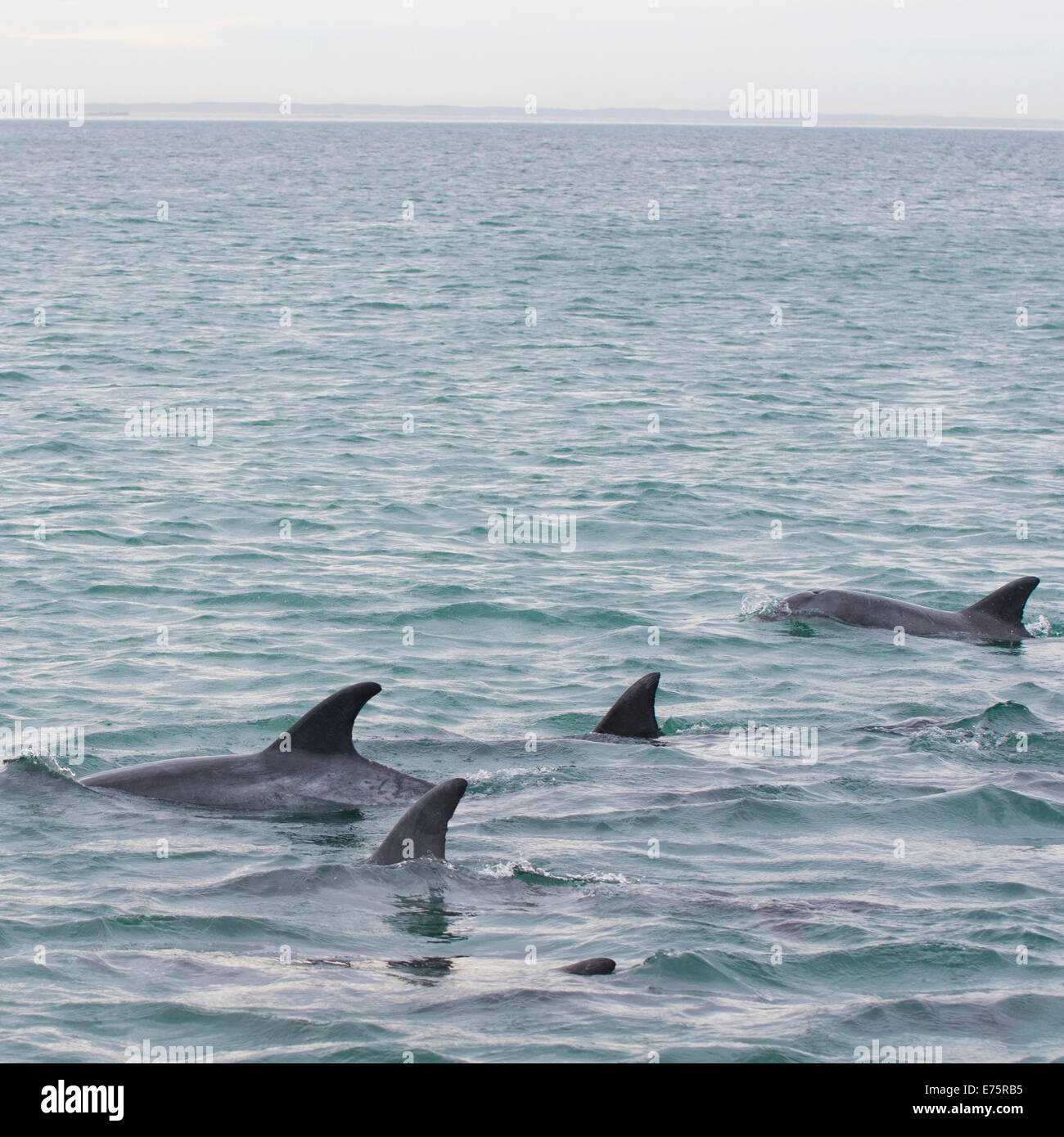 Common bottlenose dolphins (Tursiops truncatus), dorsal fins, Eastern ...