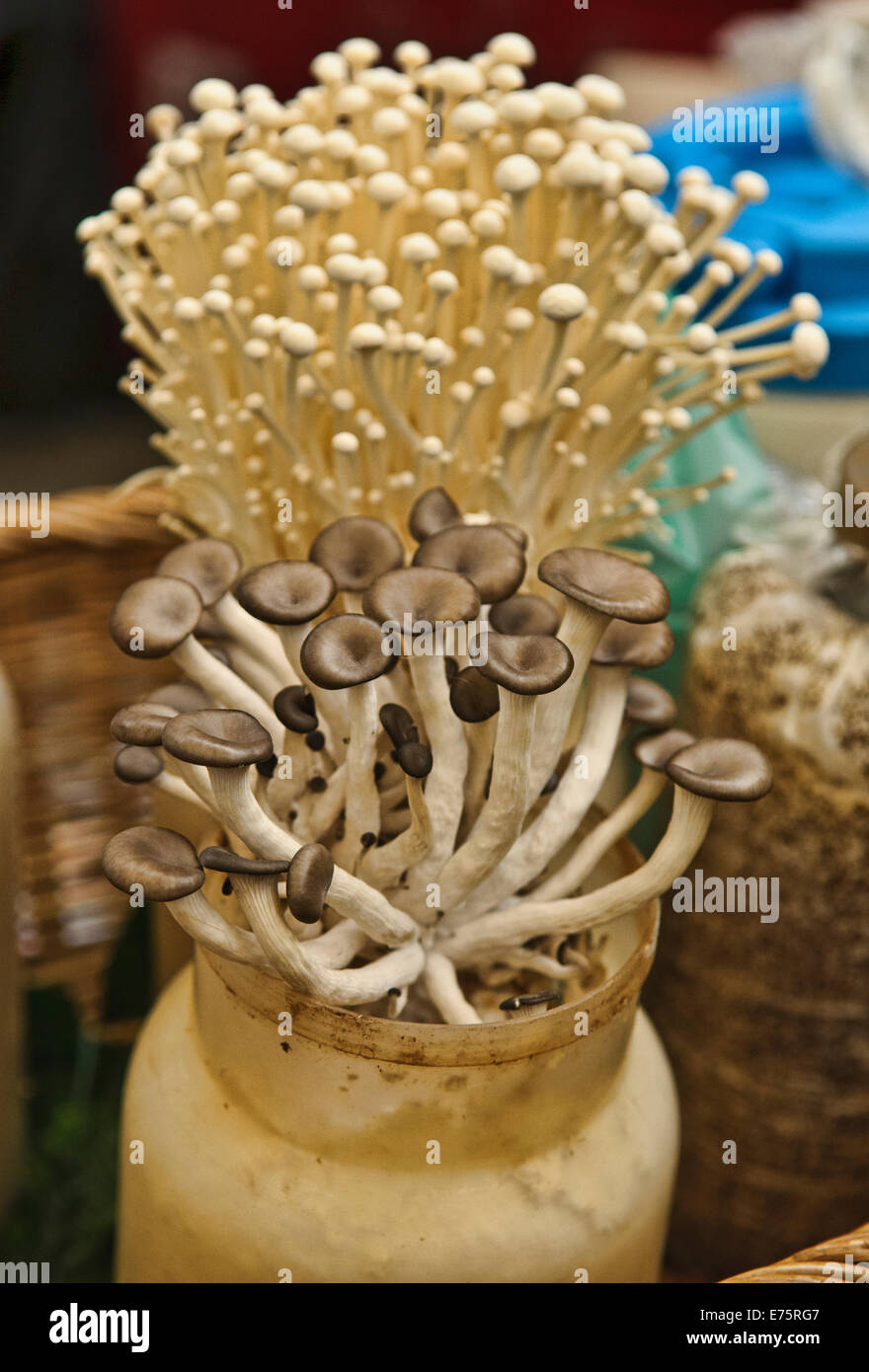 Button mushroom growing hi-res stock photography and images - Alamy