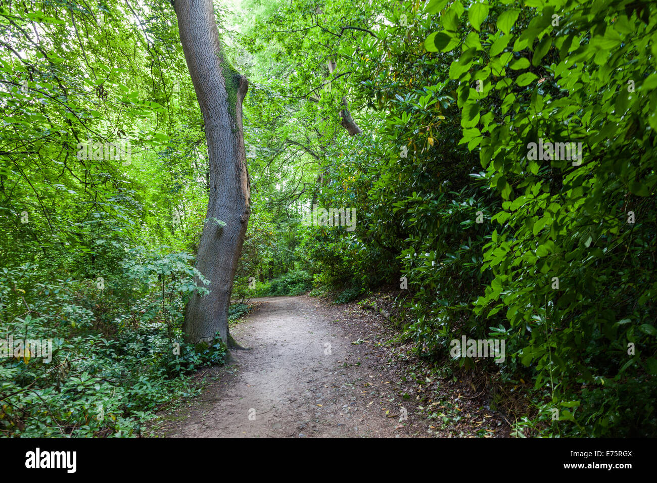 Forest path in the woods Stock Photo - Alamy