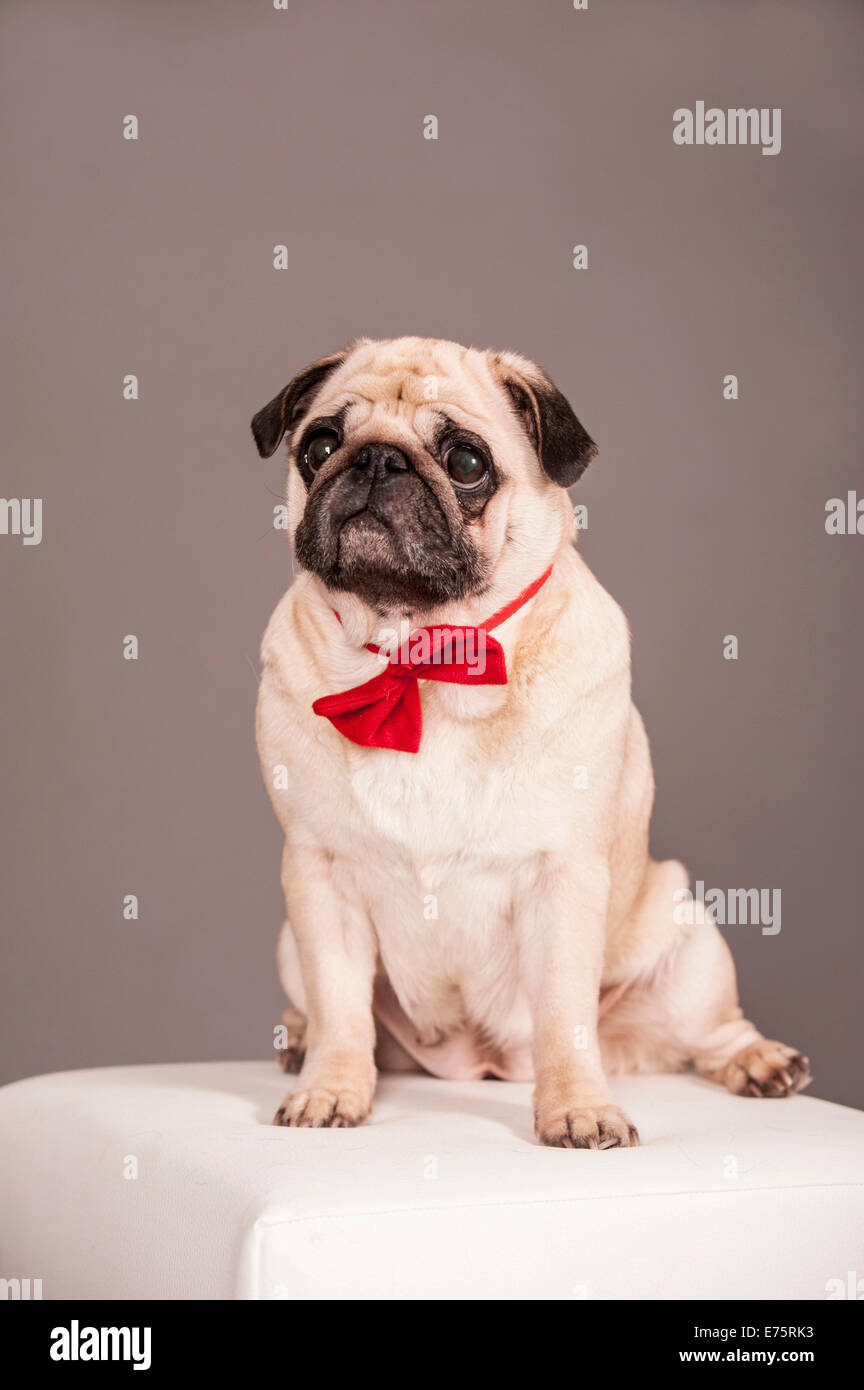 Beige bowtie hi-res stock photography and images - Alamy