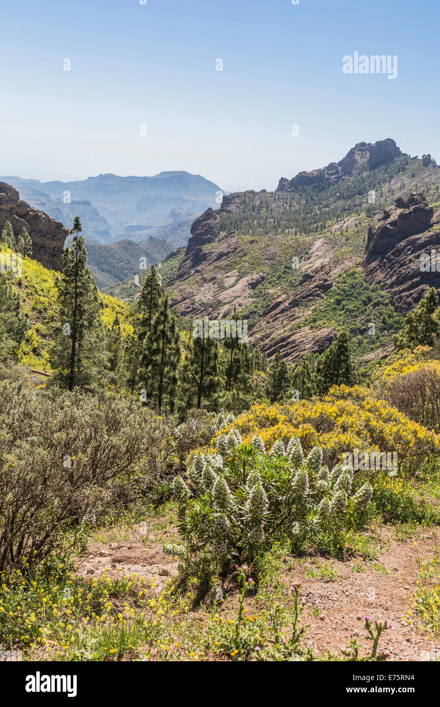 Codesco hi-res stock photography and images - Alamy