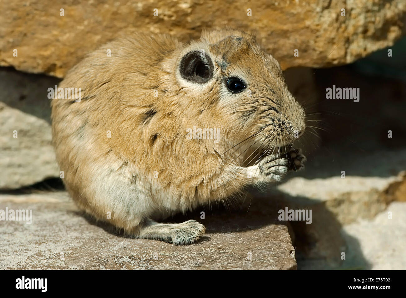 Common Gundi (Ctenodactylus gundi), native to North Africa, captive ...