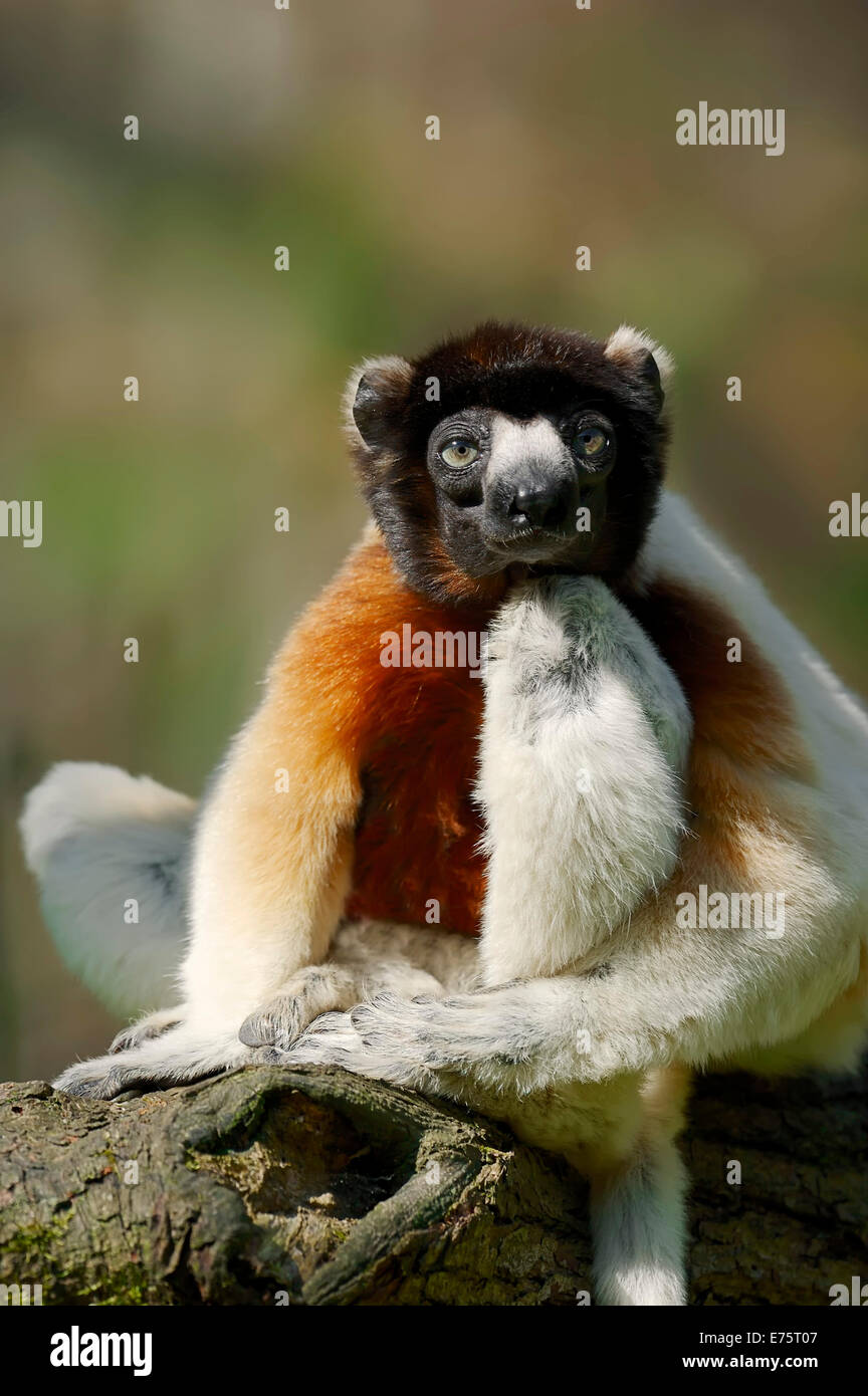 Crowned Sifaka (Propithecus coronatus, Propithecus verreauxi coronatus ...