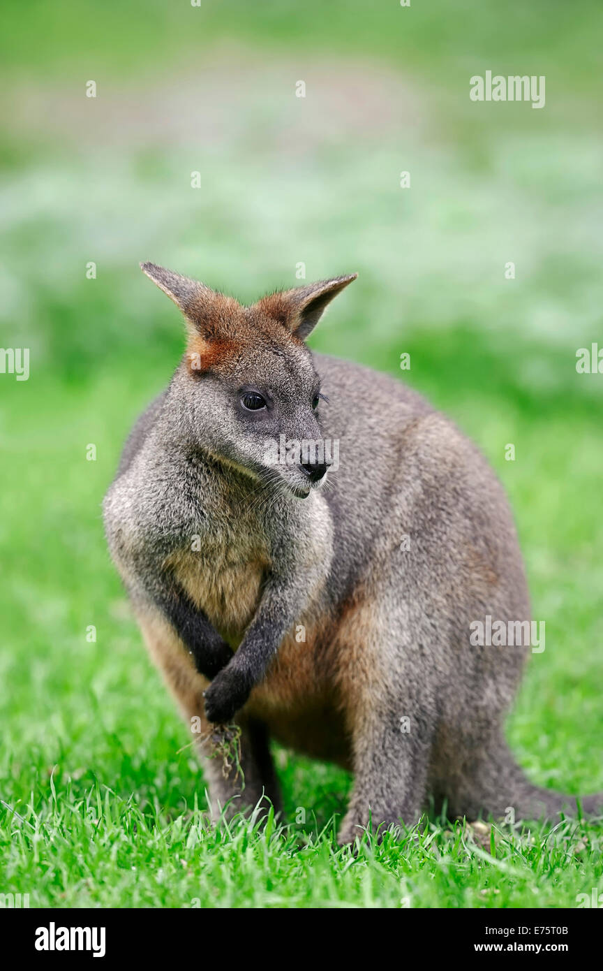 Swamp Wallaby (Wallabia bicolor), native to Australia, captive, Germany ...
