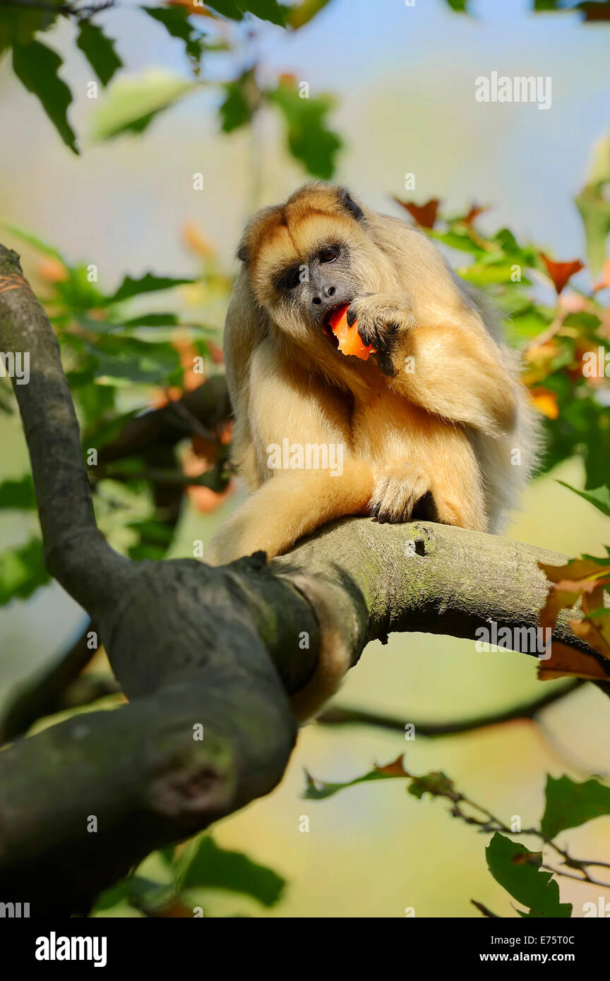Black Howler Monkey (Alouatta caraya), female, native to South America ...