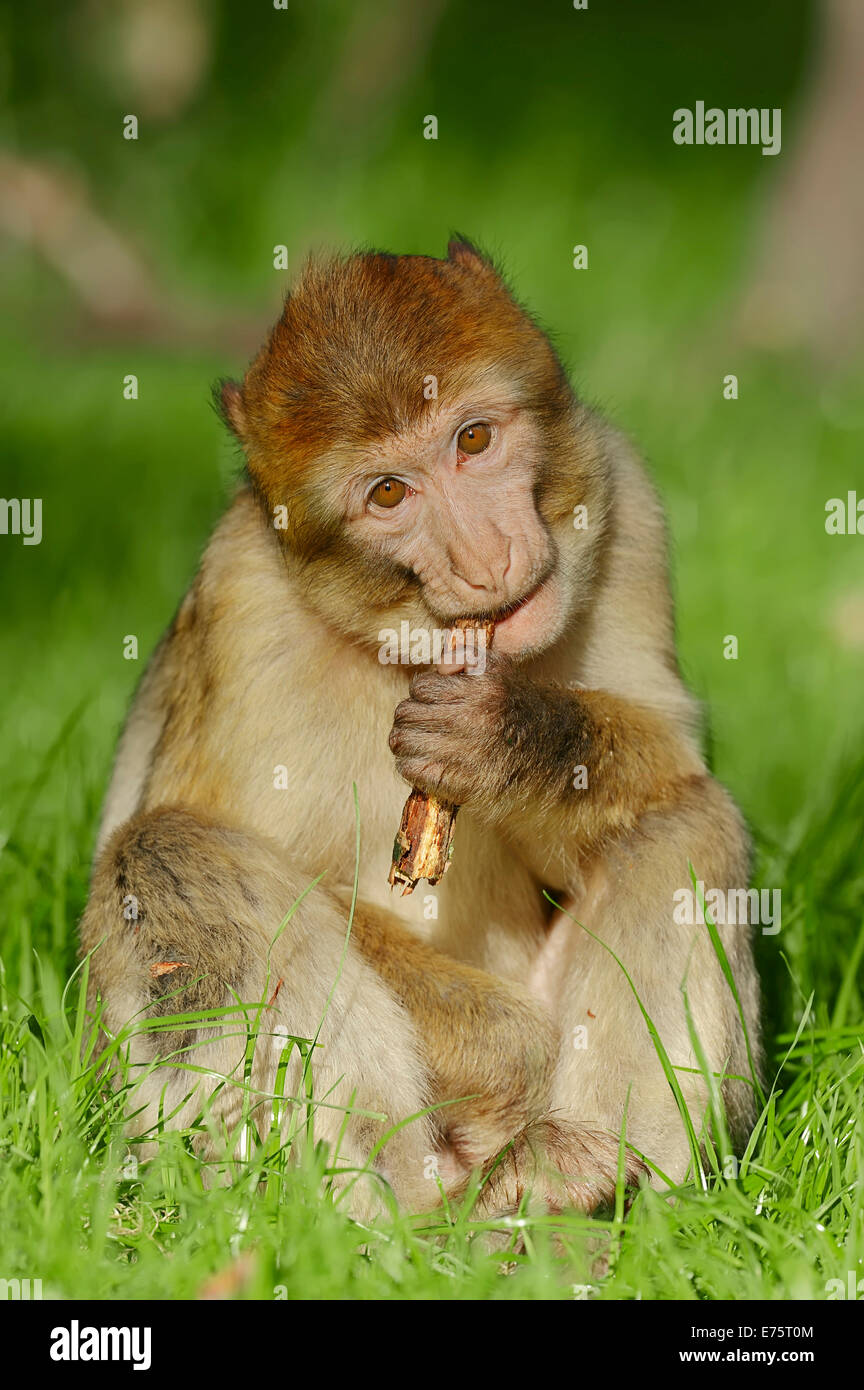 Macaque bite hi-res stock photography and images - Alamy
