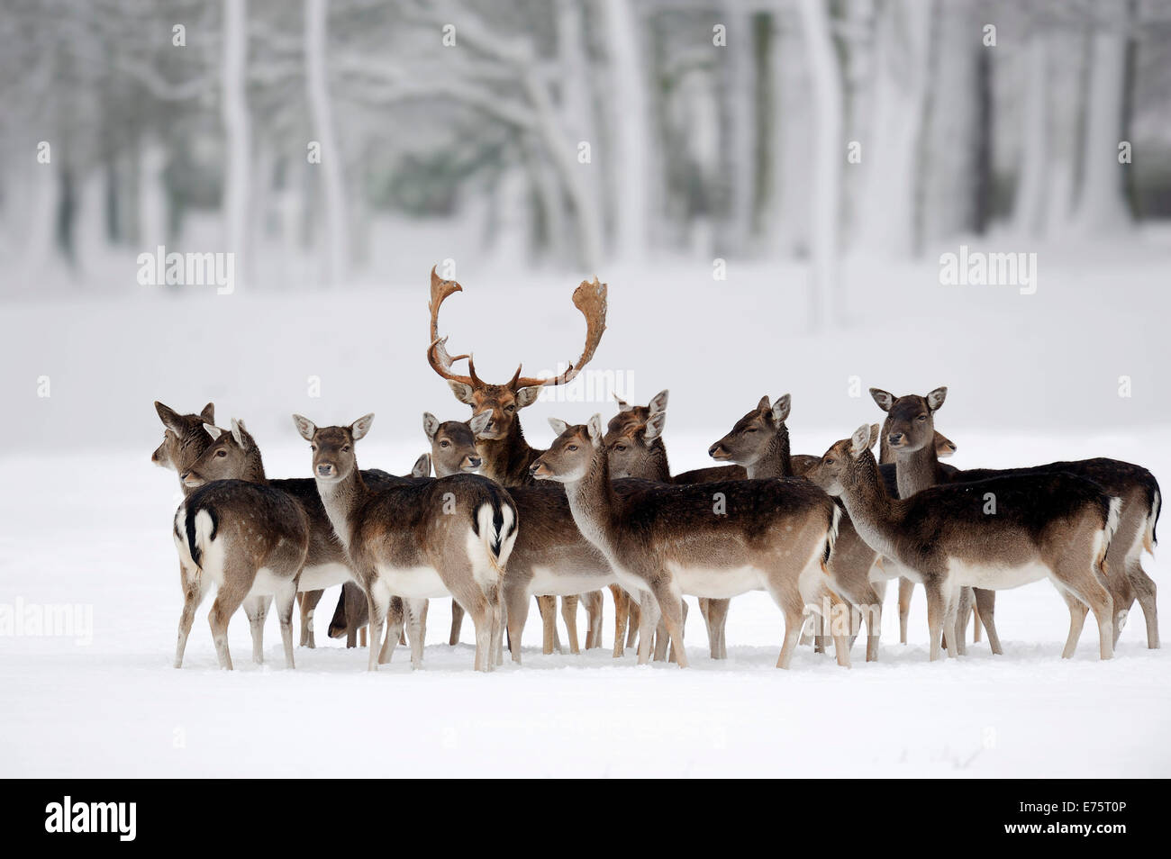 Fallow deer winter hi-res stock photography and images - Alamy