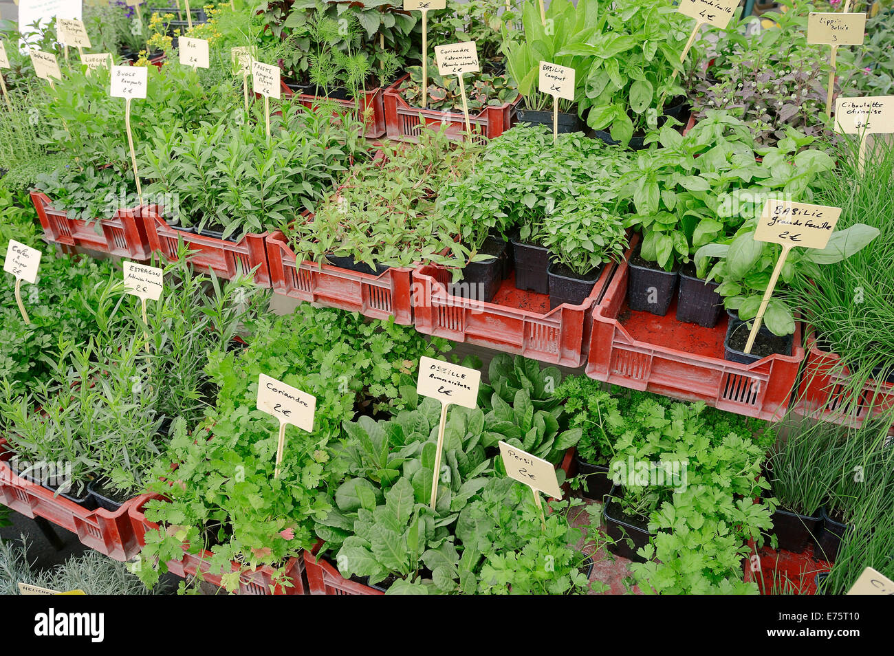 Market stall with various herbs, Bédoin, Vaucluse, Provence-Alpes-Côte ...