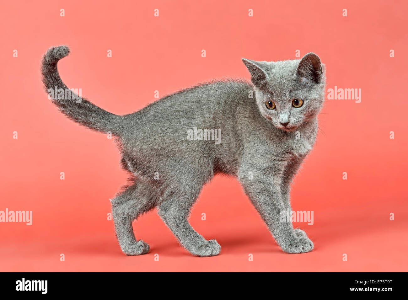 Side view russian blue cat hi-res stock photography and images - Alamy