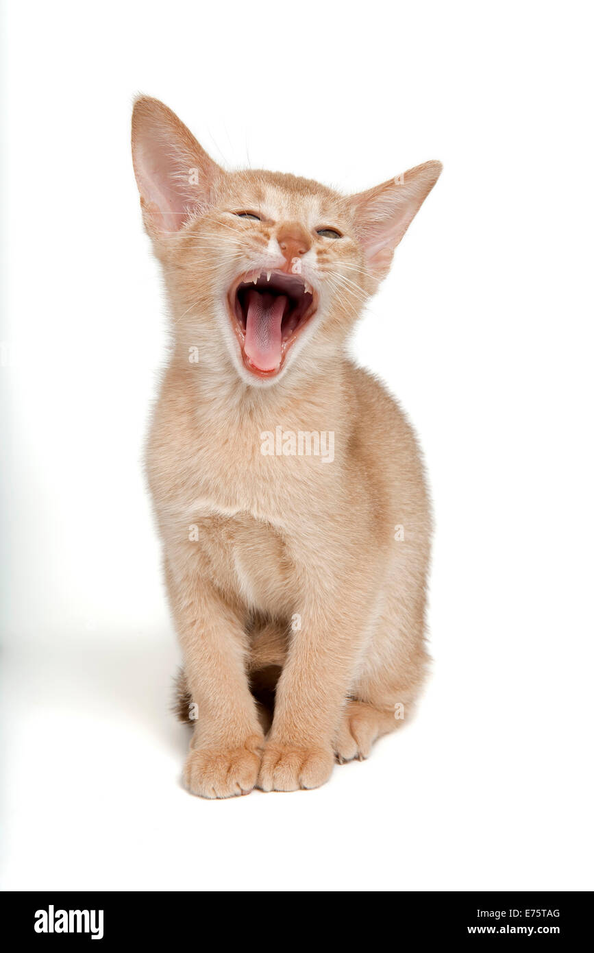 Kitten Yawning High Resolution Stock Photography and Images - Alamy